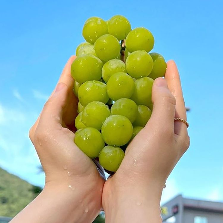 제철과일 고당도 프리미엄 샤인머스켓 1kg 2송이 특품 홈플러스 택배배송