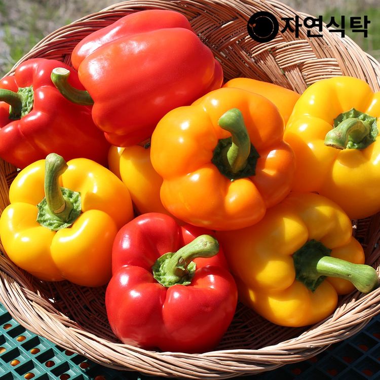 산지직송 전북 익산 가정용 파프리카 5kg35~40개 홈플러스 택배배송