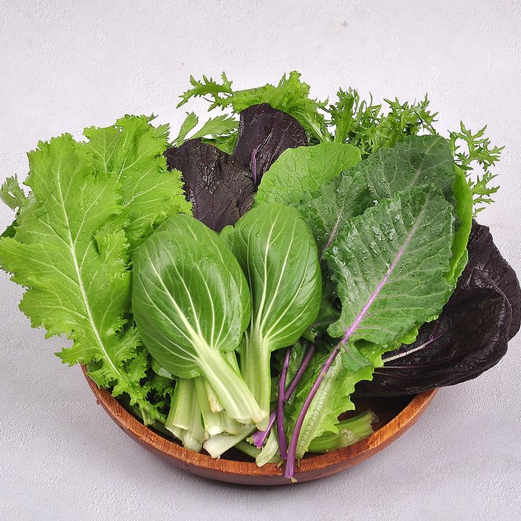 순창직송 친환경 유기농 모듬 쌈채소 600g 홈플러스 택배배송