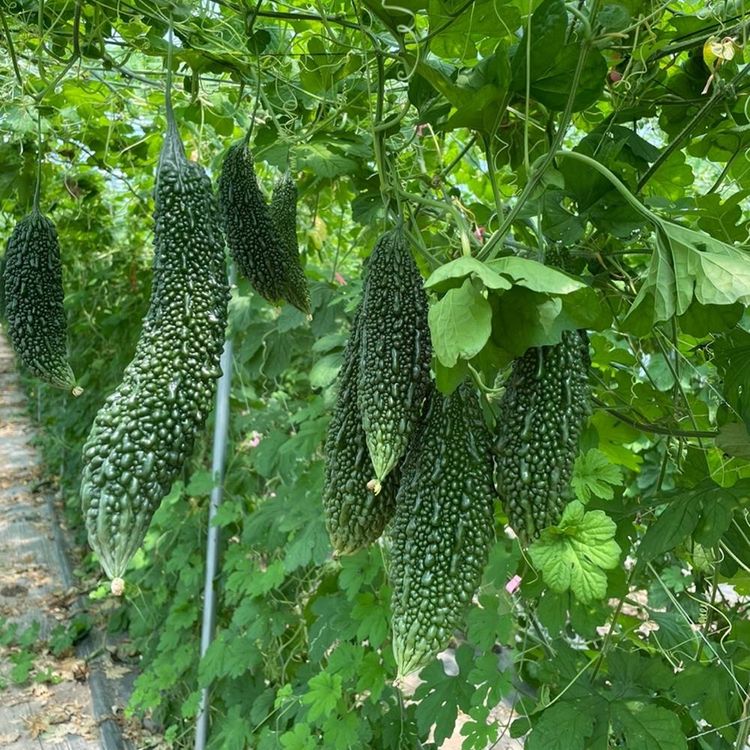 국내산 햇 생여주 1kg 홈플러스 택배배송