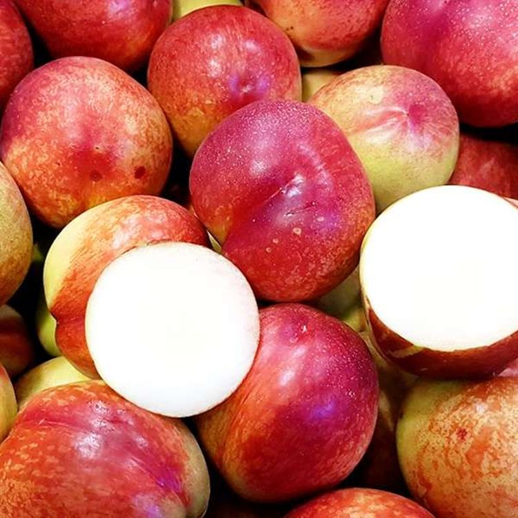 2023년 산지직송 햇 신비복숭아 1kg 중소과 13과 내외 홈플러스 택배배송
