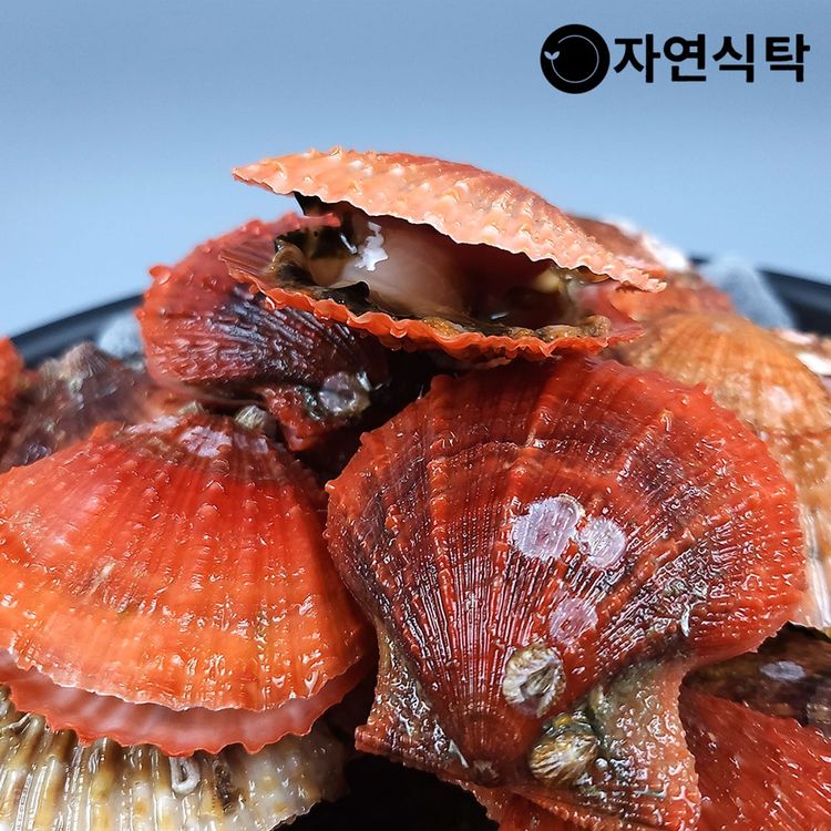 산지직송 통영 고성 제철 비단가리비 3kg80미내외 홈플러스 택배배송