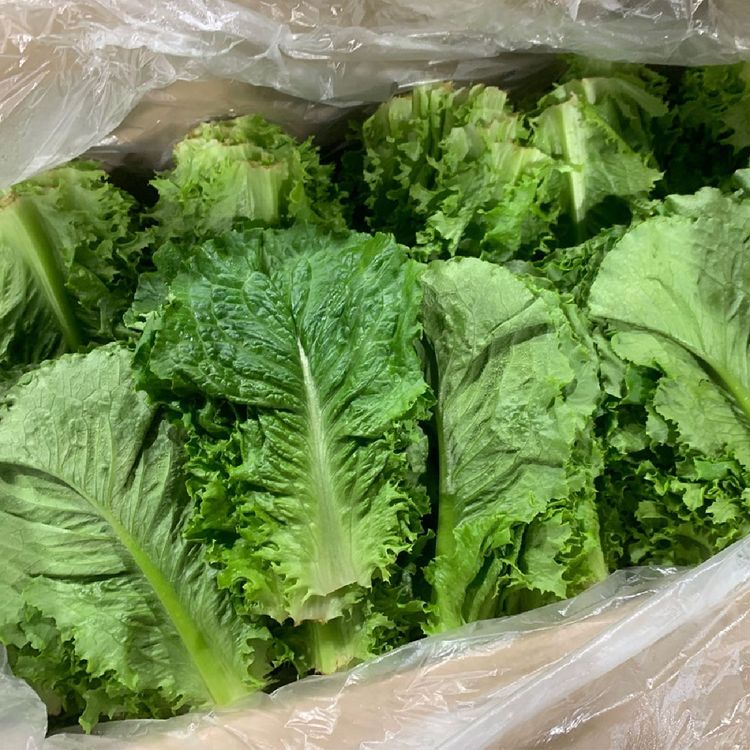 국내산 로메인 청상추 1kg | 홈플러스 판매자택배