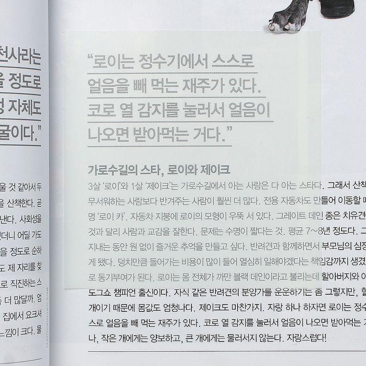 활용만점 반투명 점착메모지50매x10세트필름메모지 홈플러스 택배배송