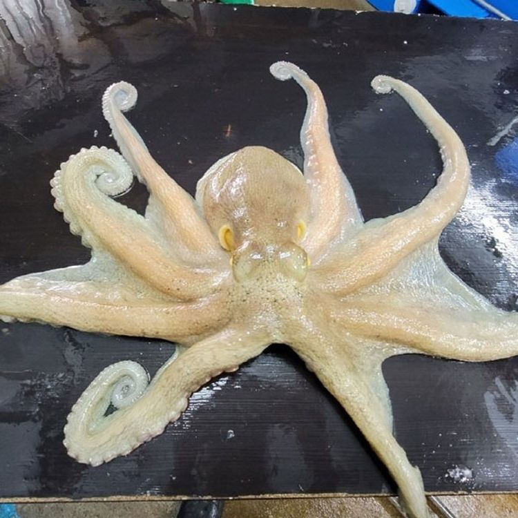 제주해담 국내산 활 돌문어 대왕문어 1마리 2kg 내외 산지직송 자연산100 최상급 홈플러스 택배배송