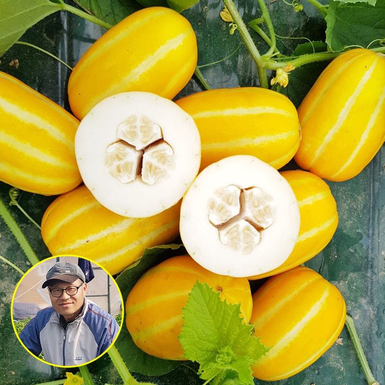 생산자직송 성주참외 특상 3kg 6~12과 내외실중량 개별포장 홈플러스 택배배송
